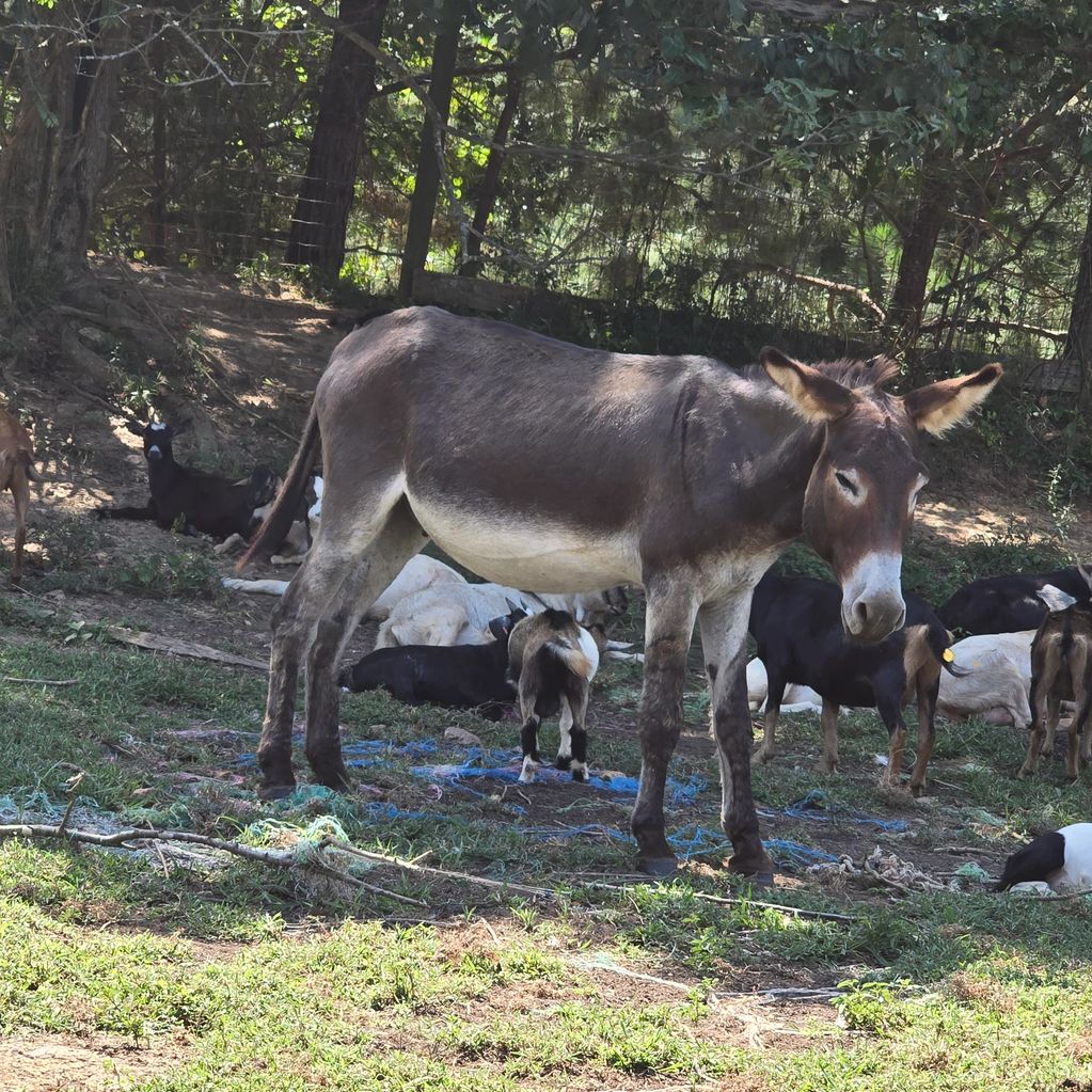 Standard size Donkeys | Big E Livestock and Donkeys