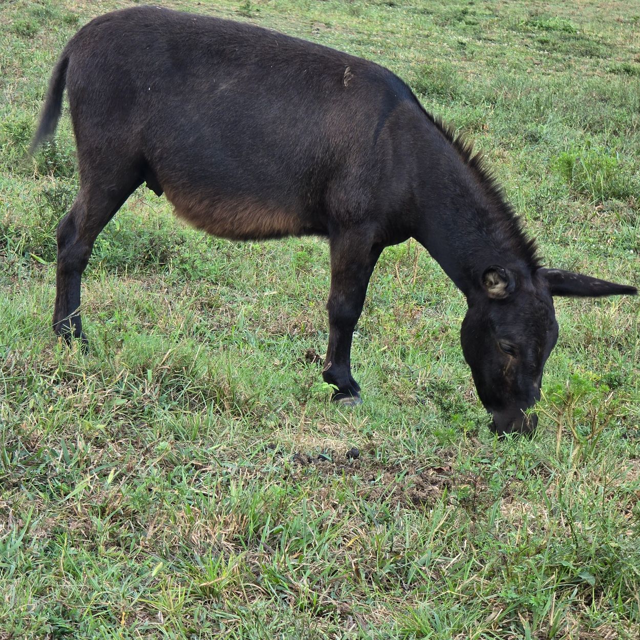 Miniature Donkeys