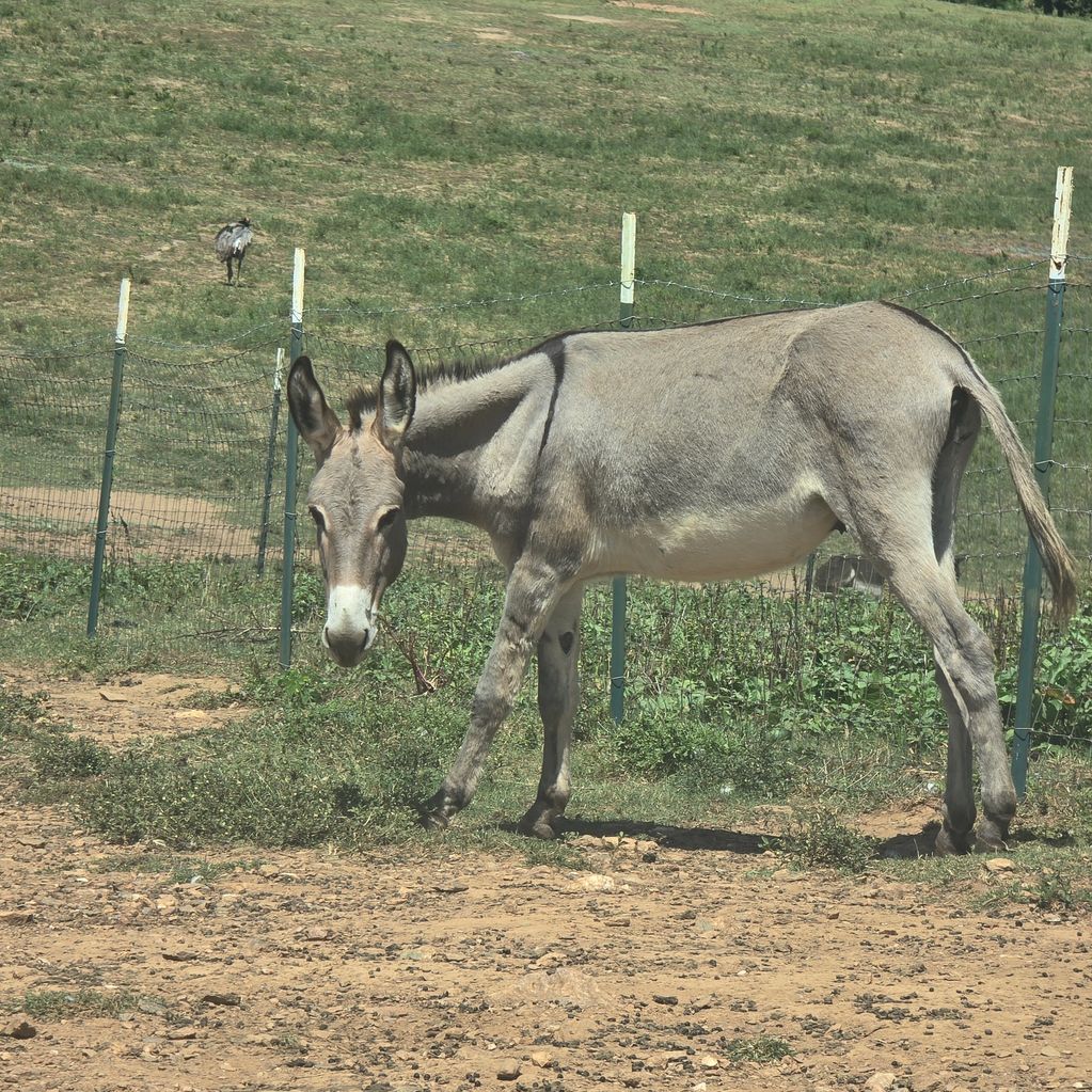 Standard size Donkeys | Big E Livestock and Donkeys