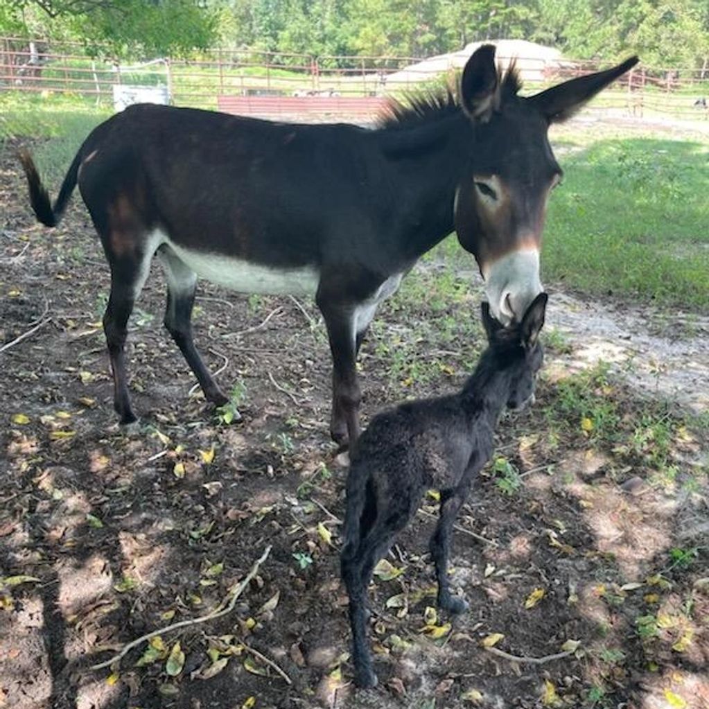Standard size Donkeys | Big E Livestock and Donkeys