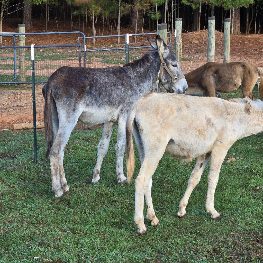 Standard size Donkeys | Big E Livestock and Donkeys