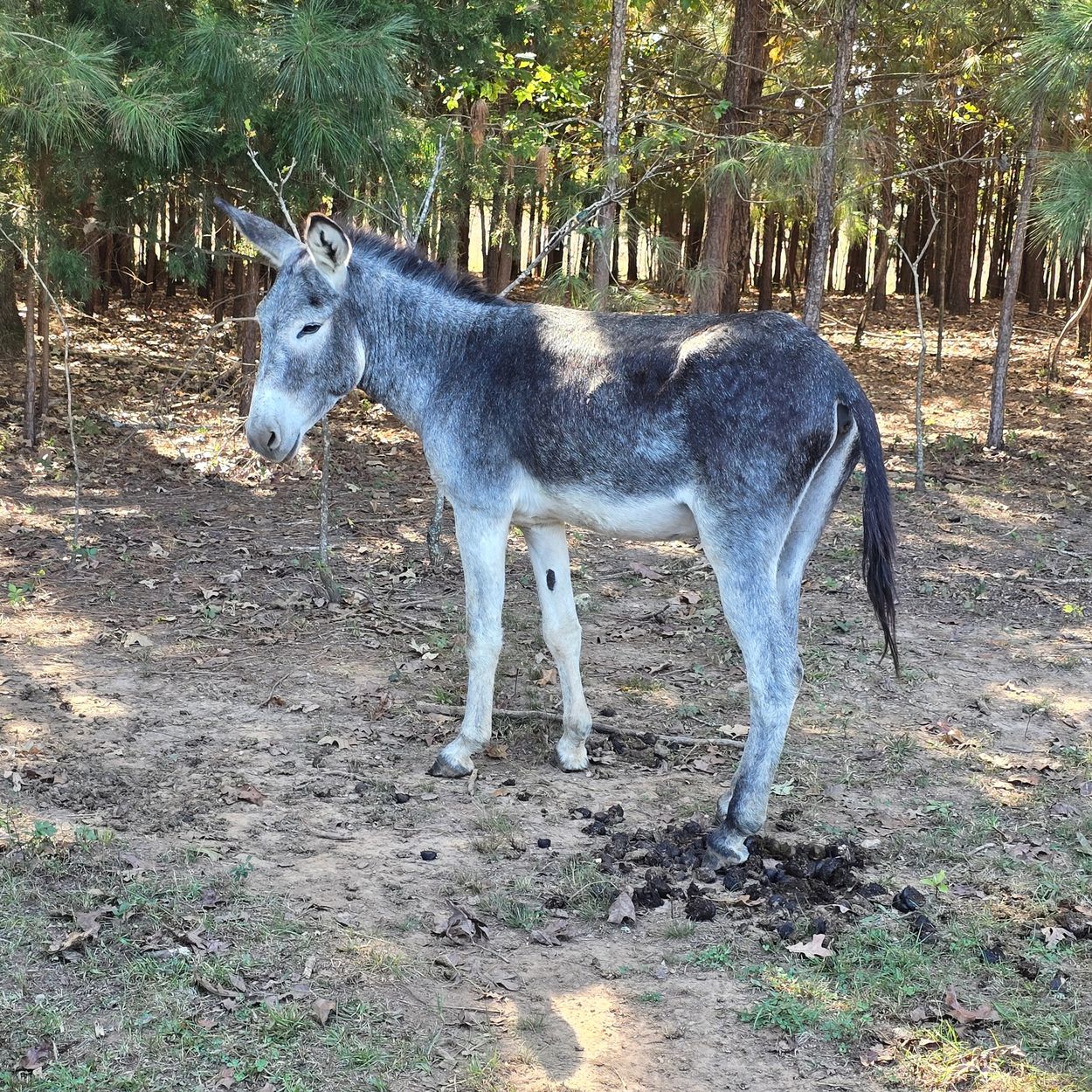 Gelding Donkey (neutered) | Big E Livestock and Donkeys