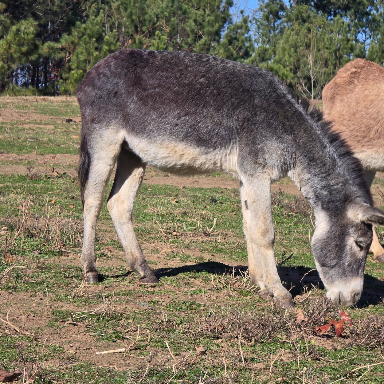 Gelding Donkey (neutered) | Big E Livestock and Donkeys