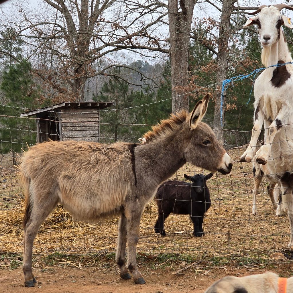 Standard size Donkeys | Big E Livestock and Donkeys