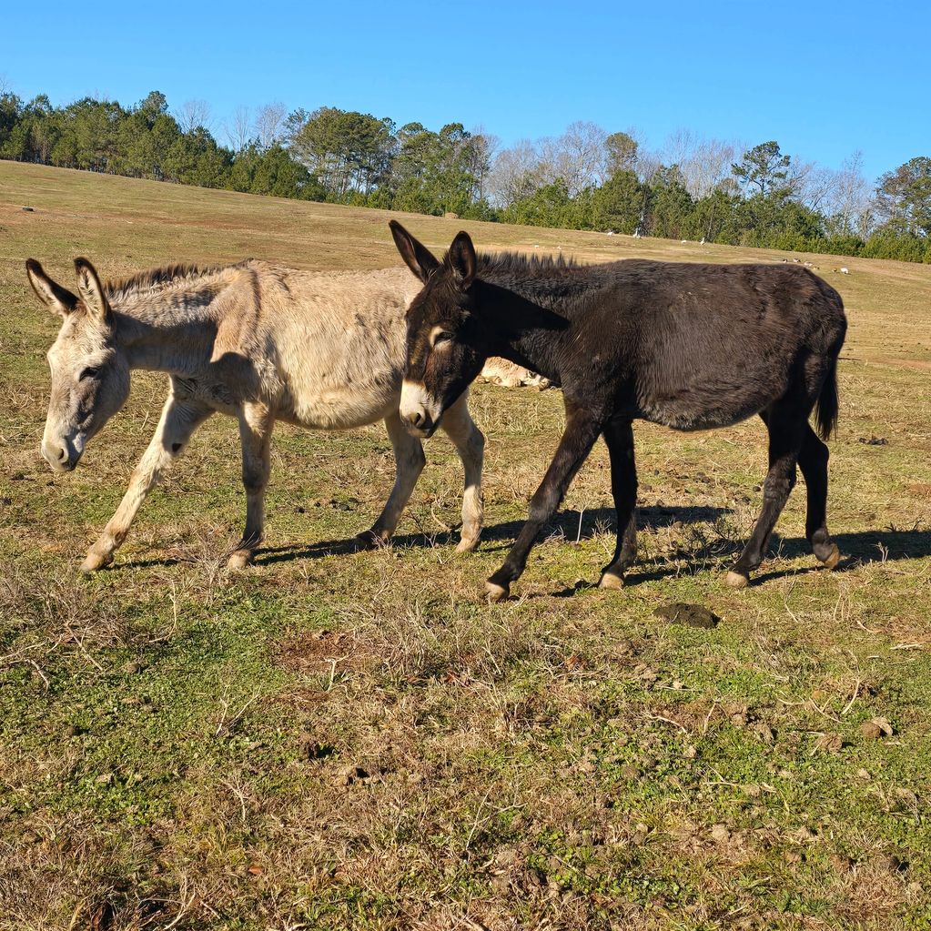 Standard size Donkeys | Big E Livestock and Donkeys