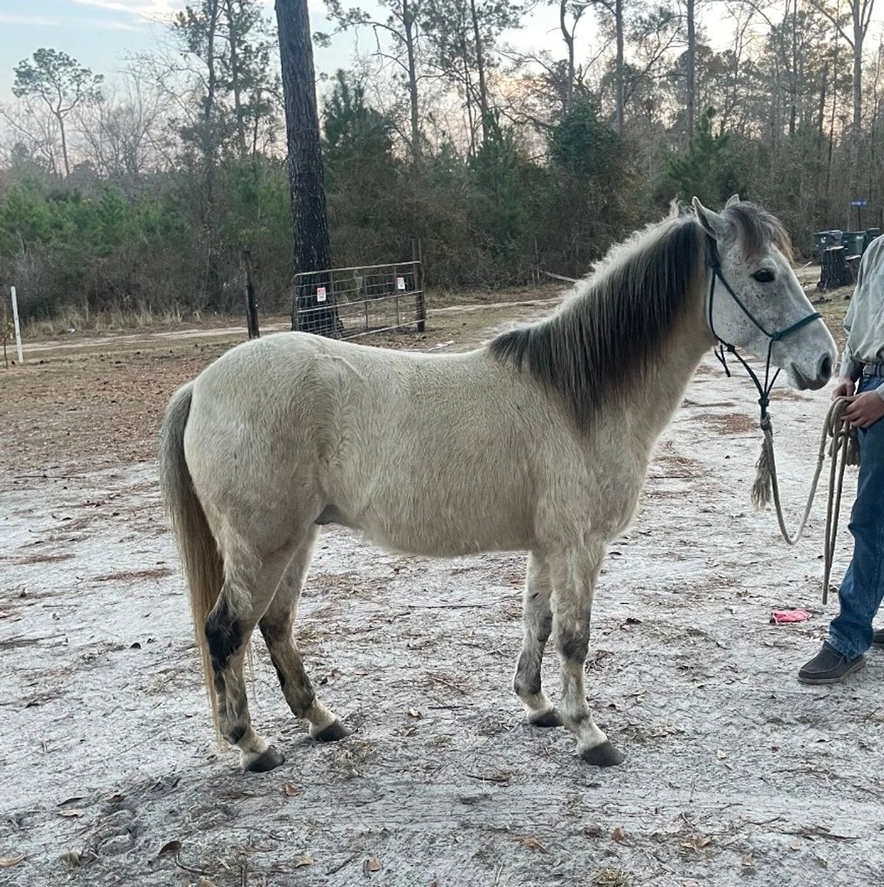 Available Horses ponies