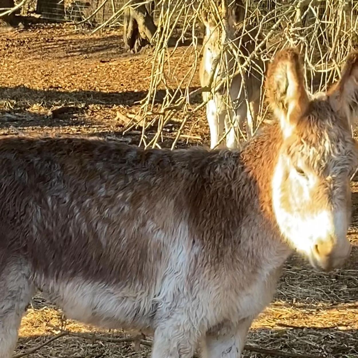Gelding Donkey (neutered) | Big E Livestock and Donkeys