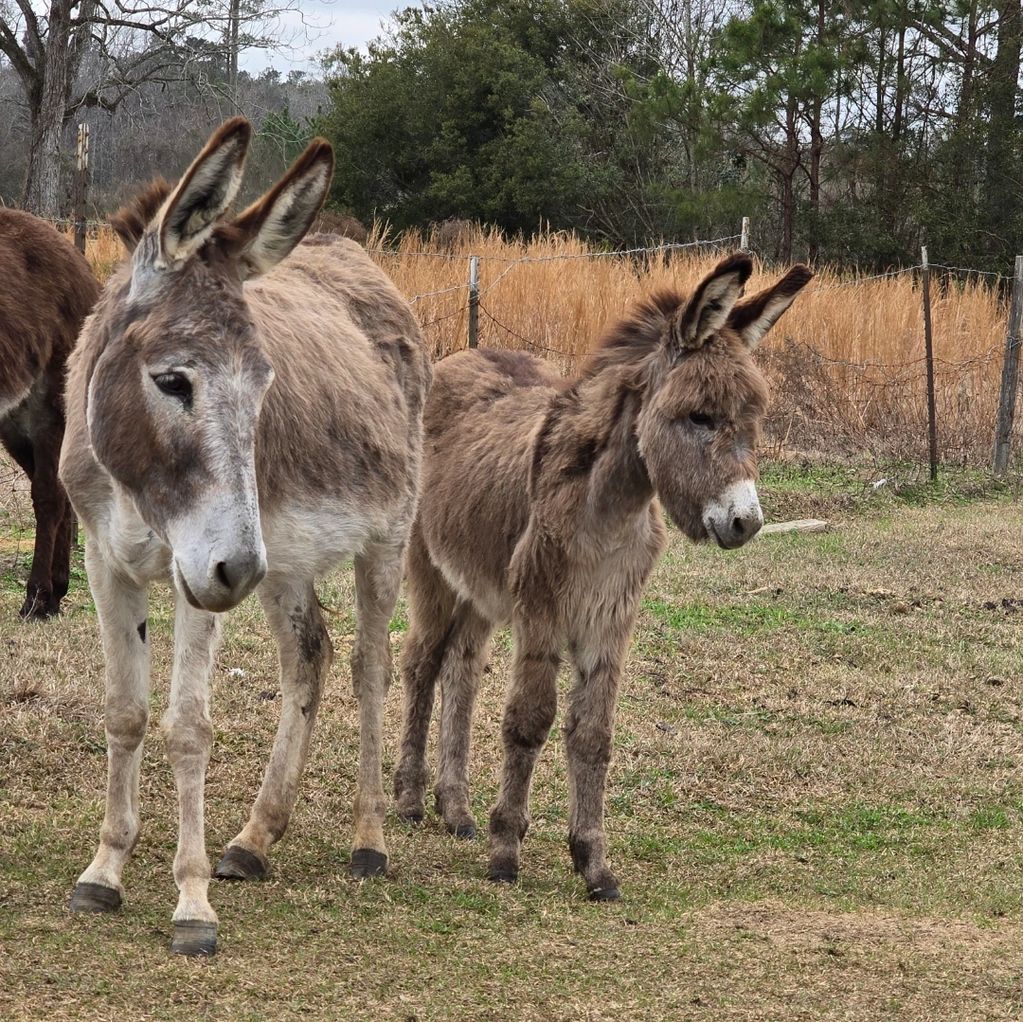 Standard size Donkeys | Big E Livestock and Donkeys