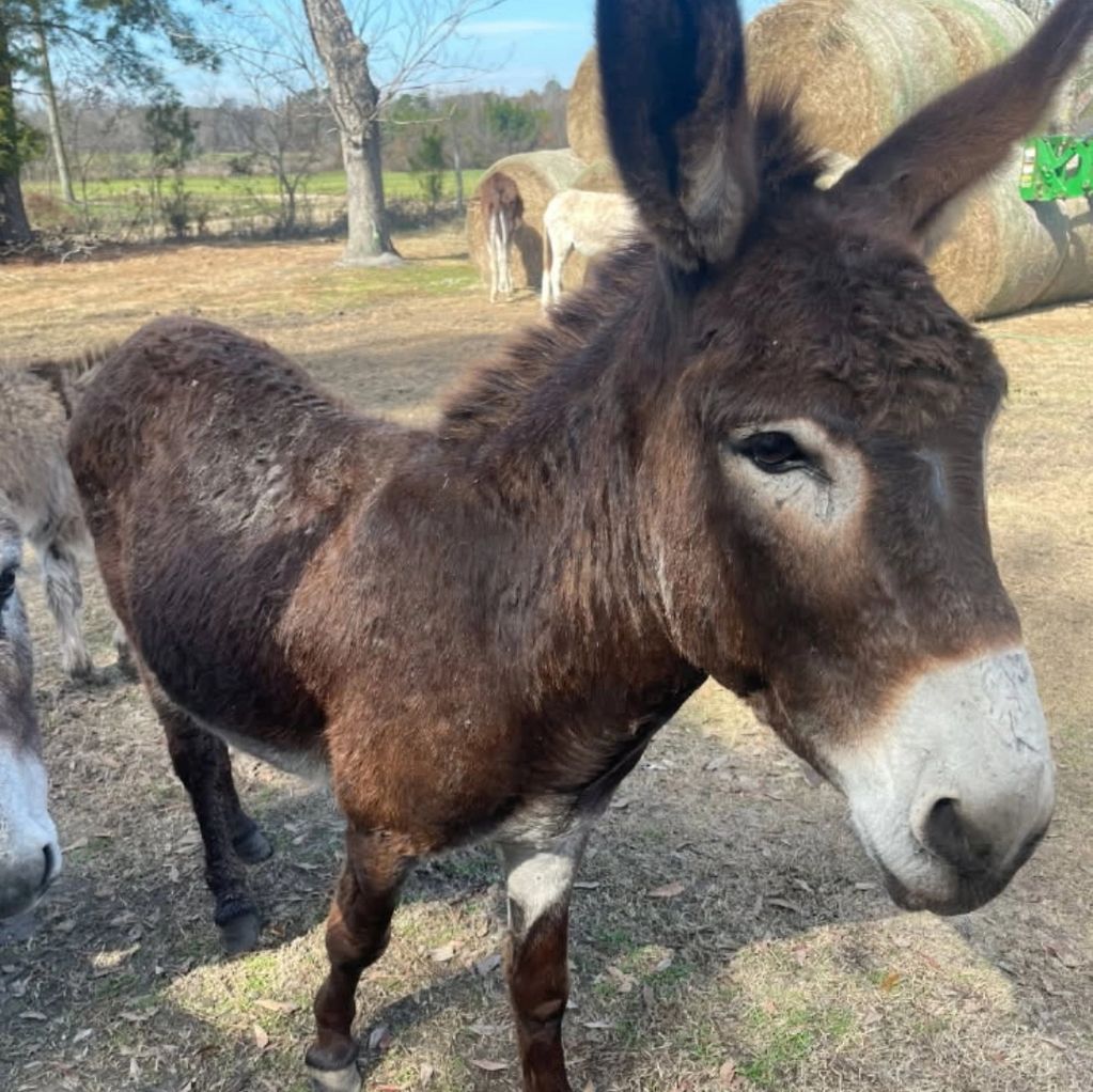 Standard size Donkeys | Big E Livestock and Donkeys