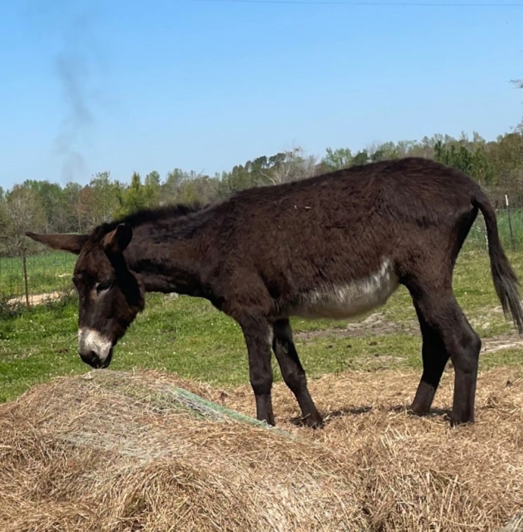 Standard size Donkeys | Big E Livestock and Donkeys