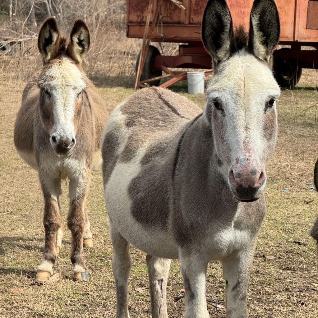 Standard size Donkeys | Big E Livestock and Donkeys