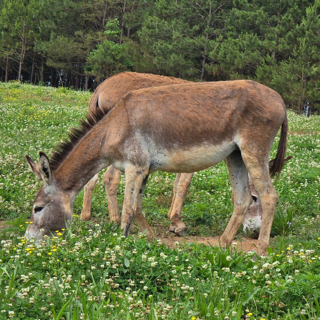 Standard size Donkeys | Big E Livestock and Donkeys