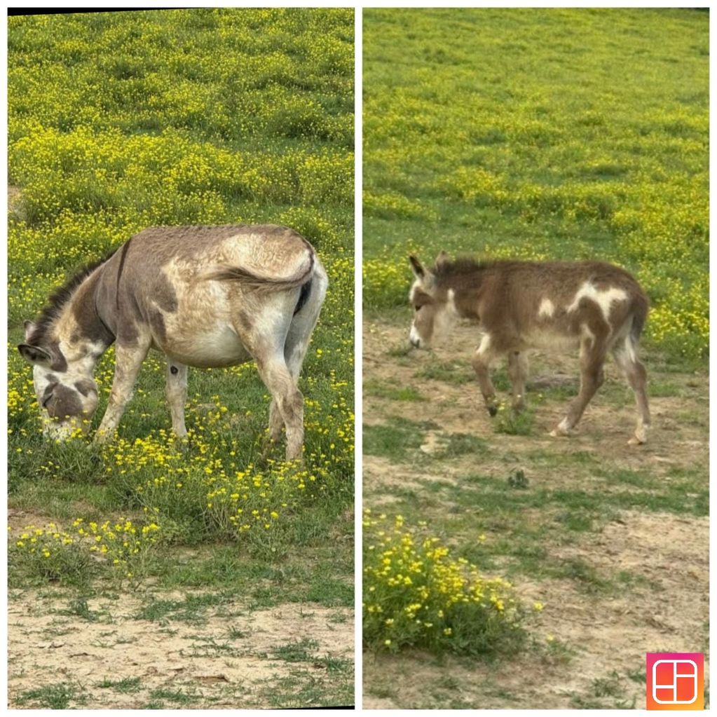 Standard size Donkeys | Big E Livestock and Donkeys