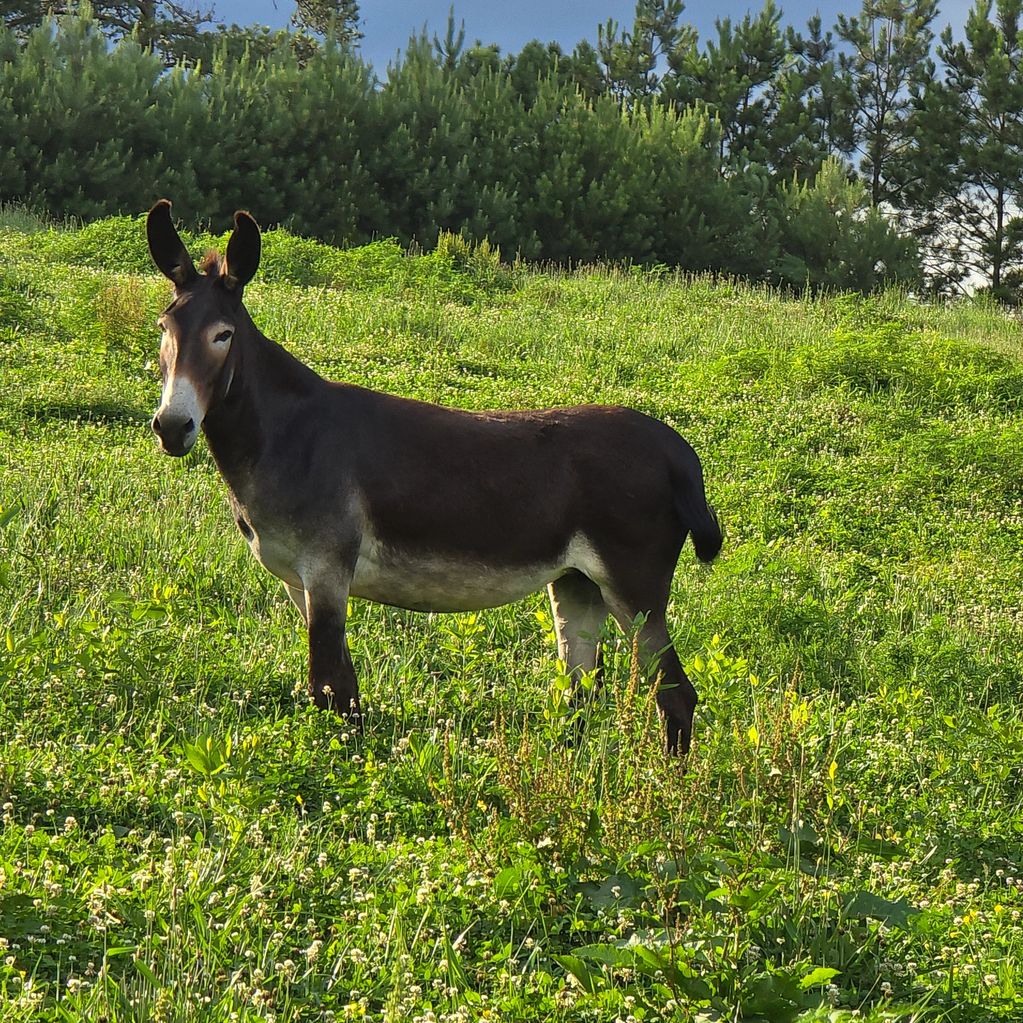Standard size Donkeys | Big E Livestock and Donkeys