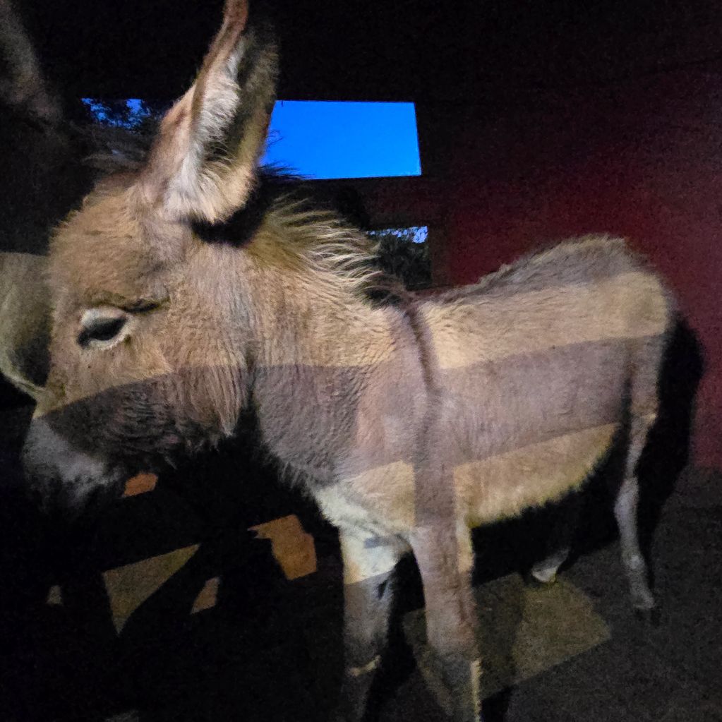 Standard size Donkeys | Big E Livestock and Donkeys