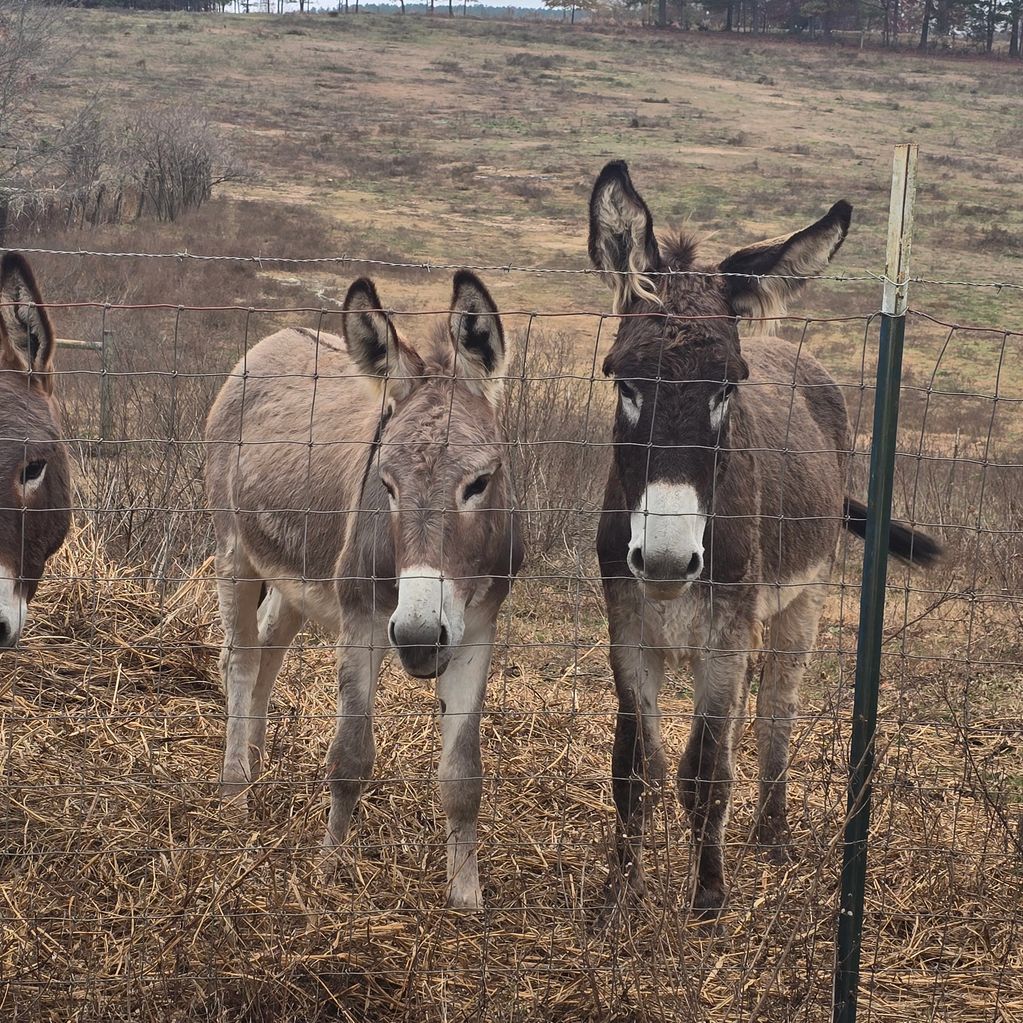 Standard size Donkeys | Big E Livestock and Donkeys
