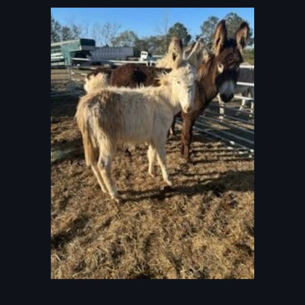 Standard size Donkeys | Big E Livestock and Donkeys