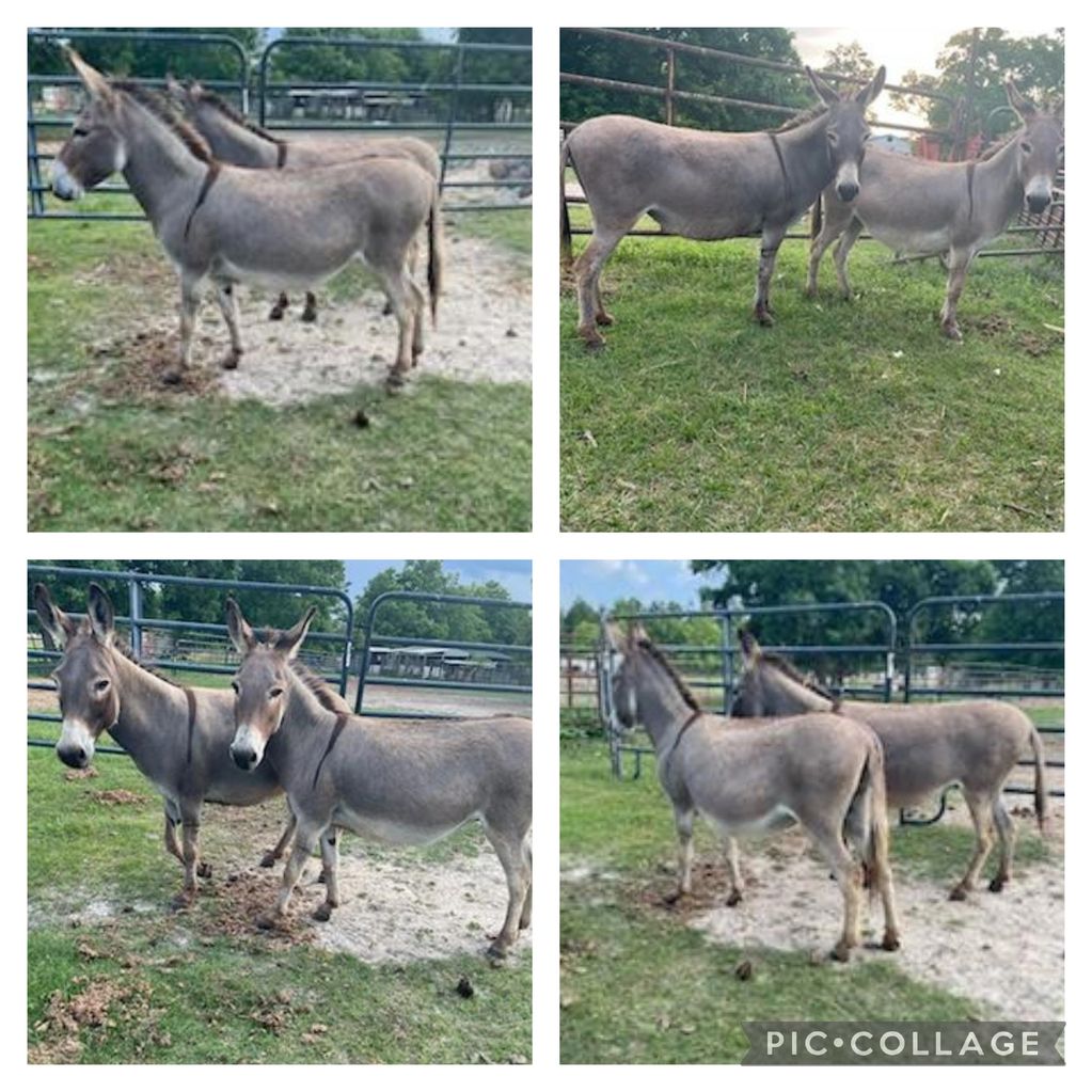 Standard size Donkeys | Big E Livestock and Donkeys