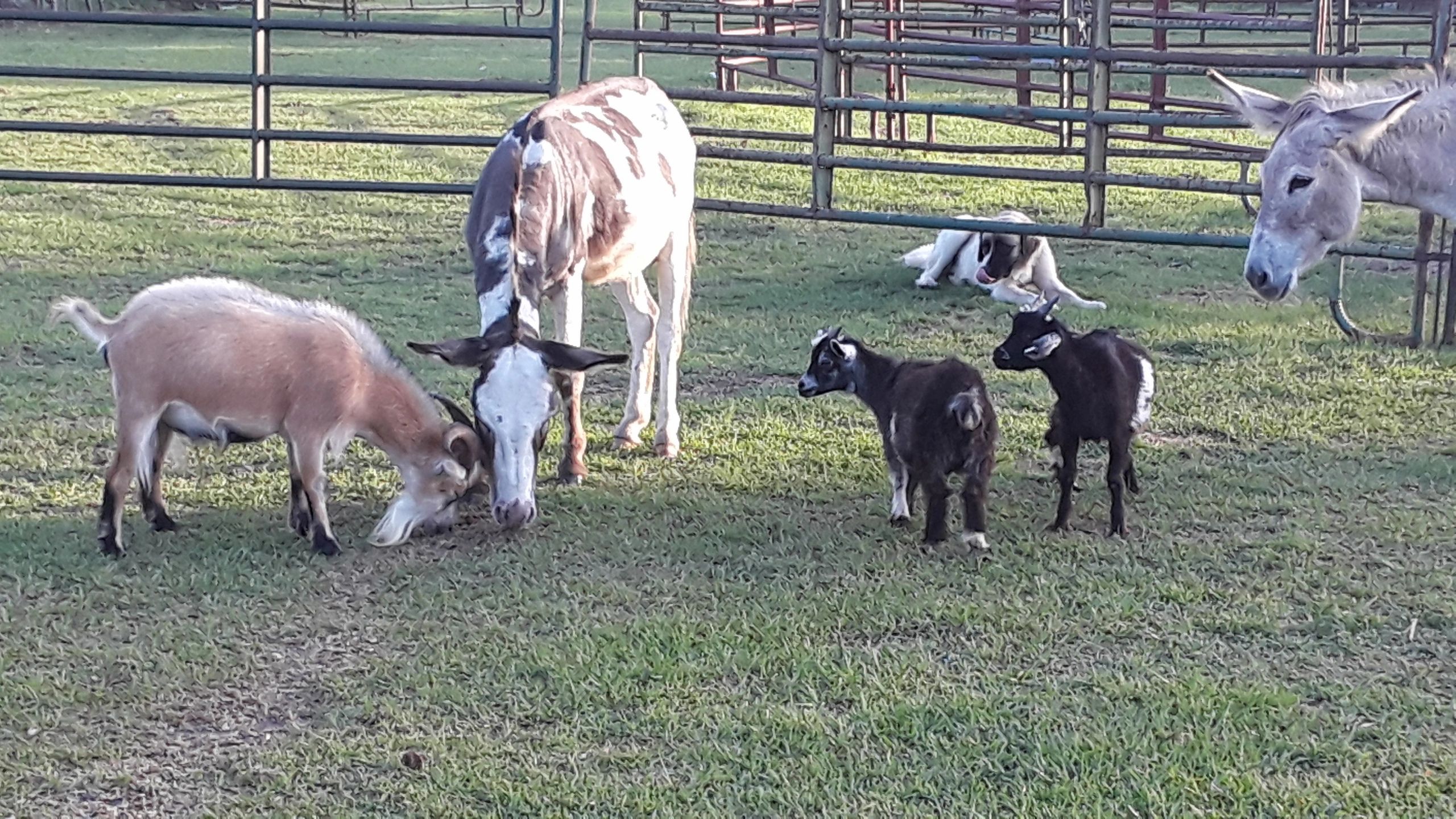 Gelding Donkey (neutered) | Big E Livestock and Donkeys