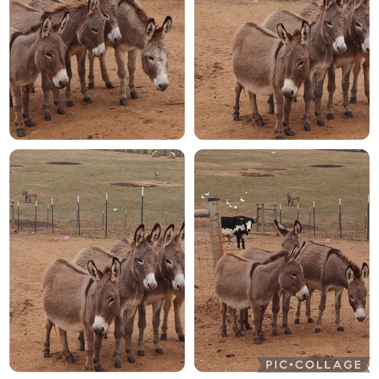 Miniature Donkeys