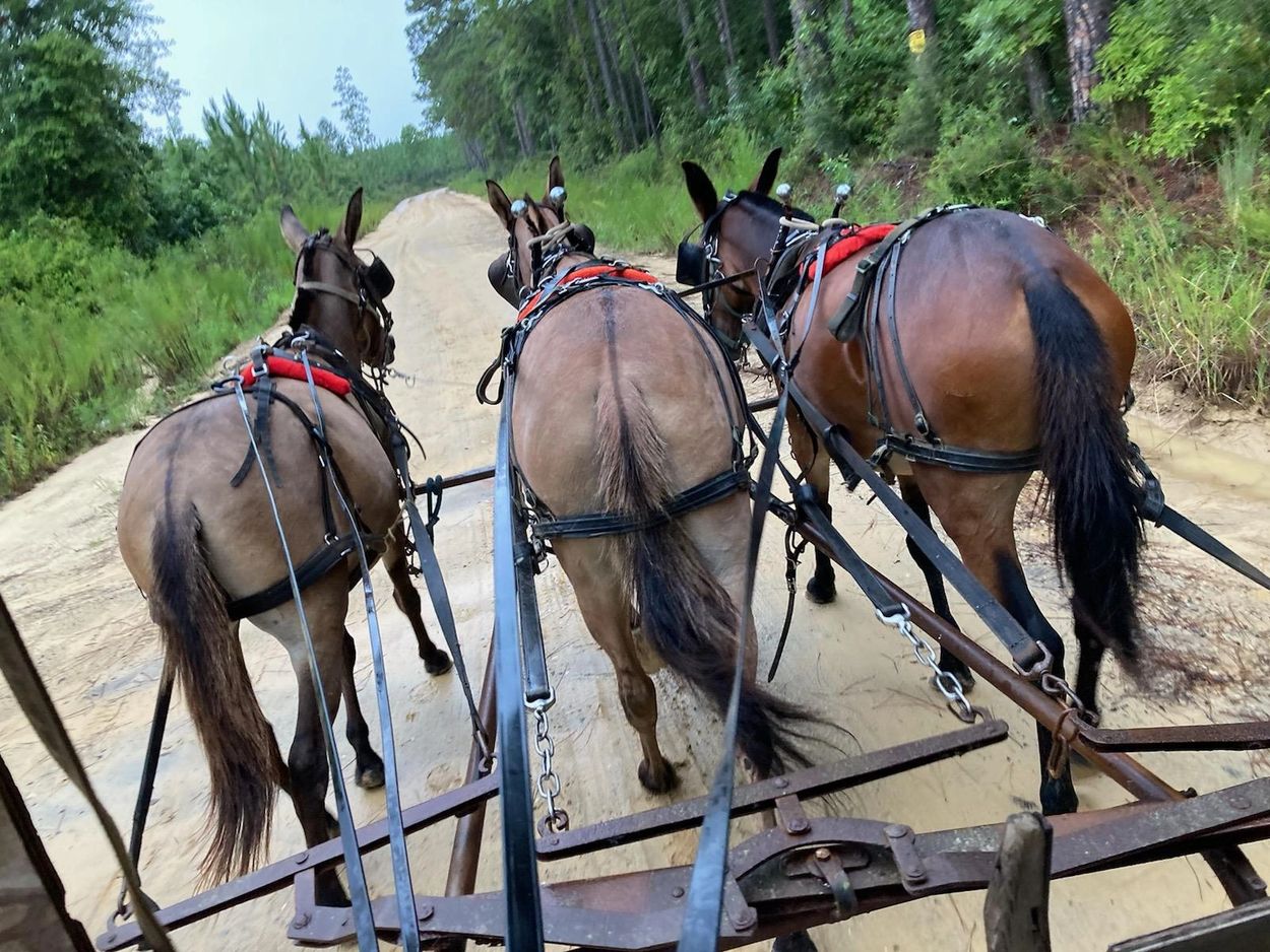 Mules | Big E Livestock and Donkeys