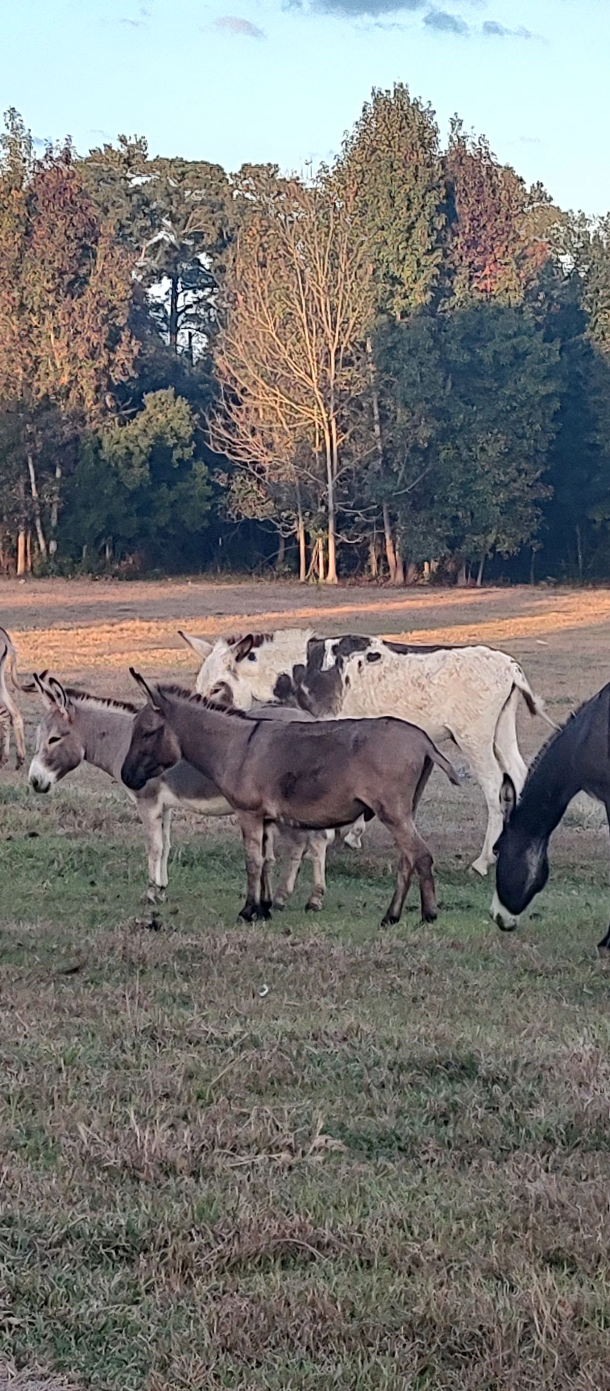 Miniature Donkeys