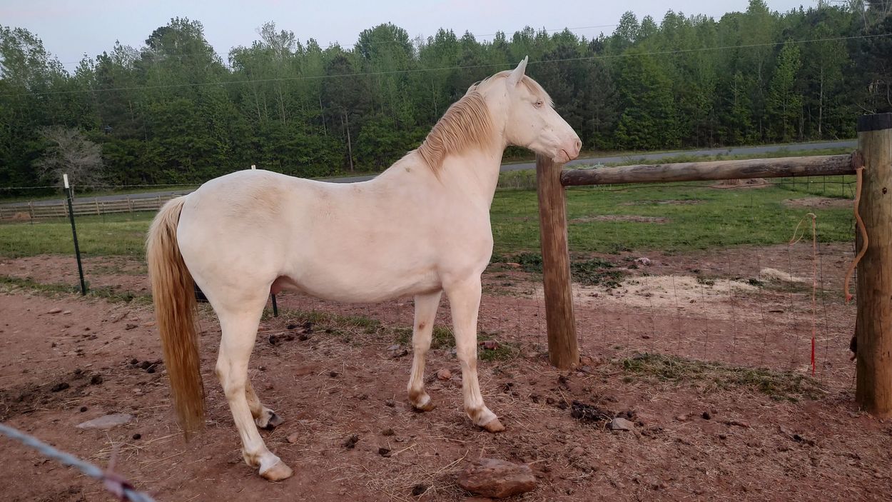 Available Horses ponies