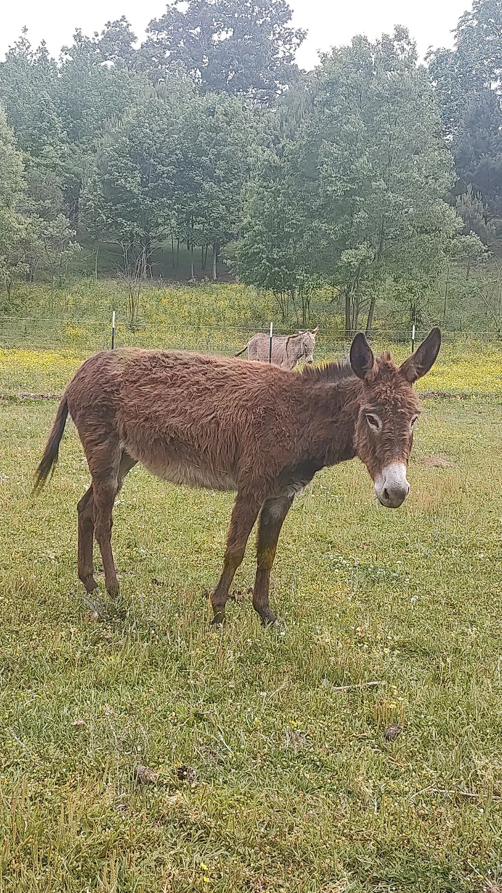 Standard size Donkeys | Big E Livestock and Donkeys