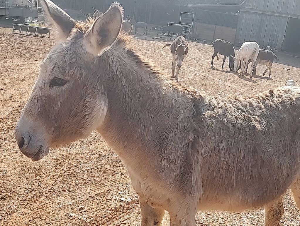 Standard size Donkeys | Big E Livestock and Donkeys