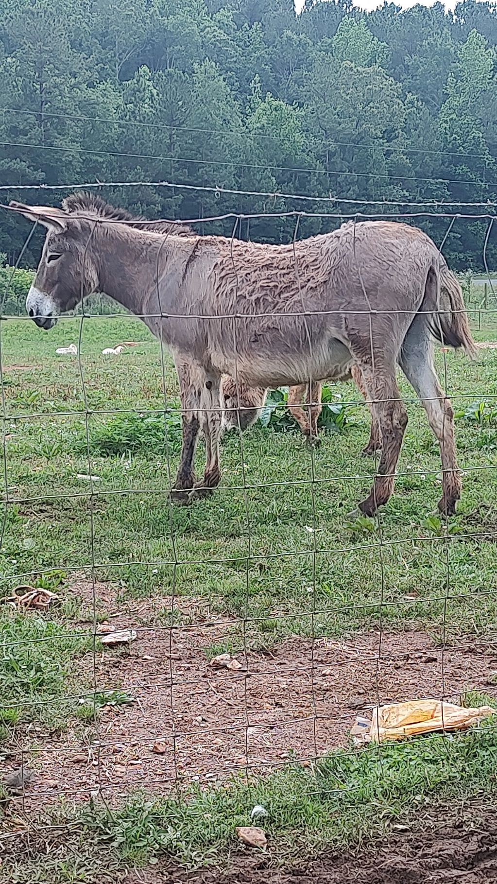 Standard size Donkeys | Big E Livestock and Donkeys