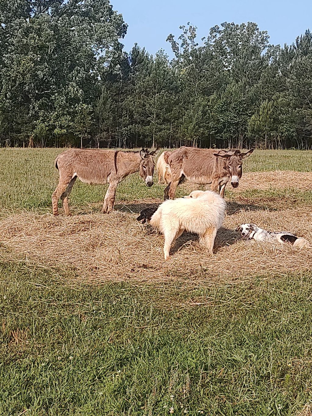 Standard size Donkeys | Big E Livestock and Donkeys