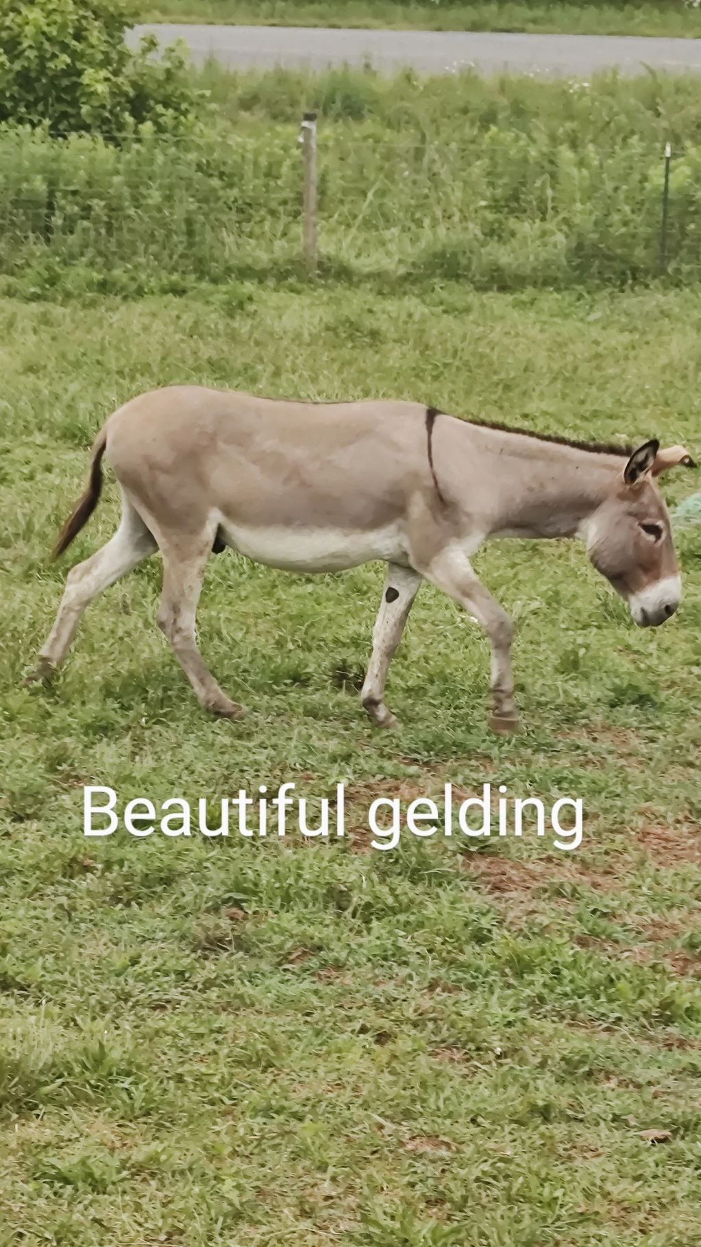 Standard size Donkeys | Big E Livestock and Donkeys