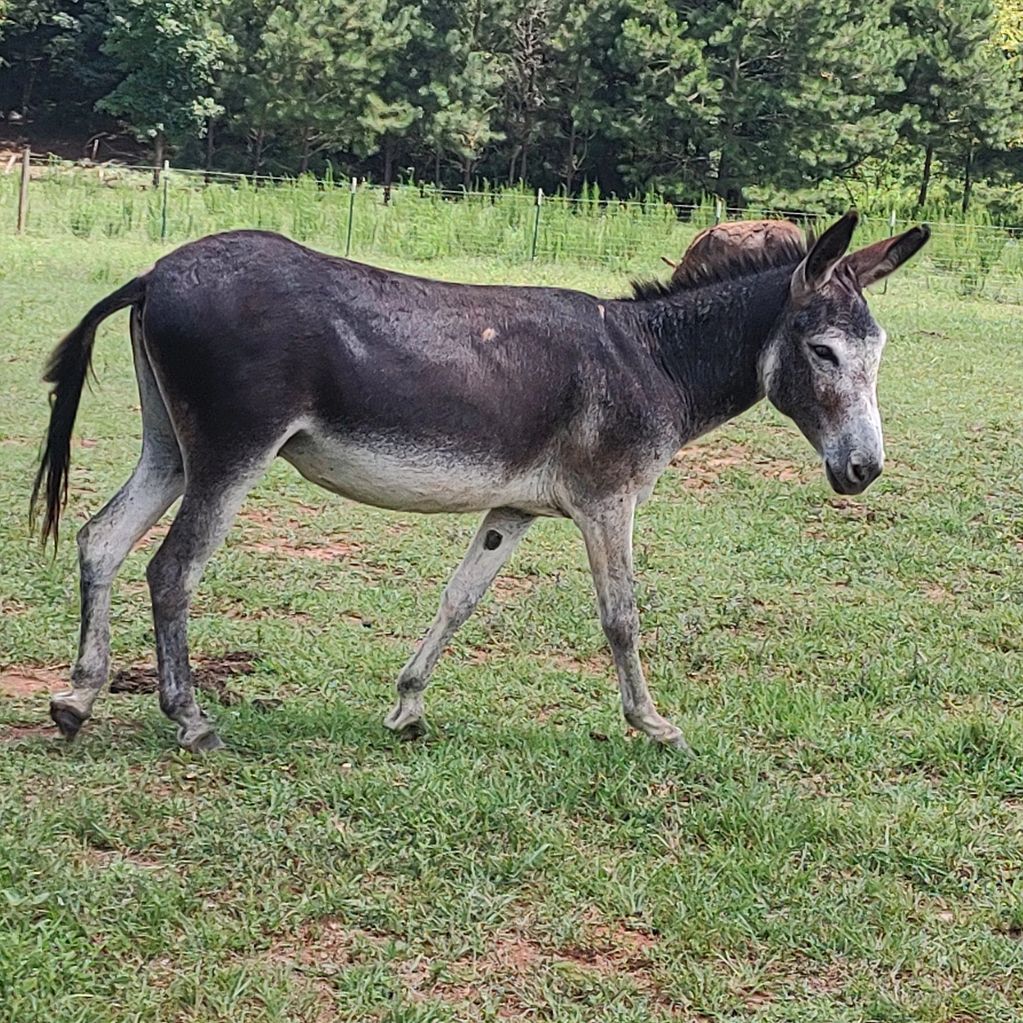 Standard size Donkeys | Big E Livestock and Donkeys