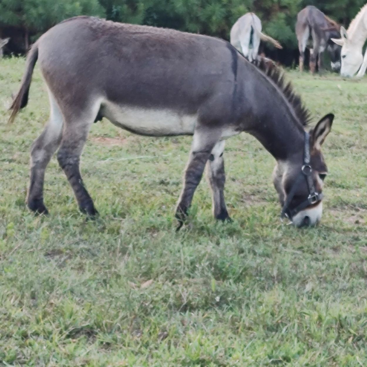 Miniature Donkeys