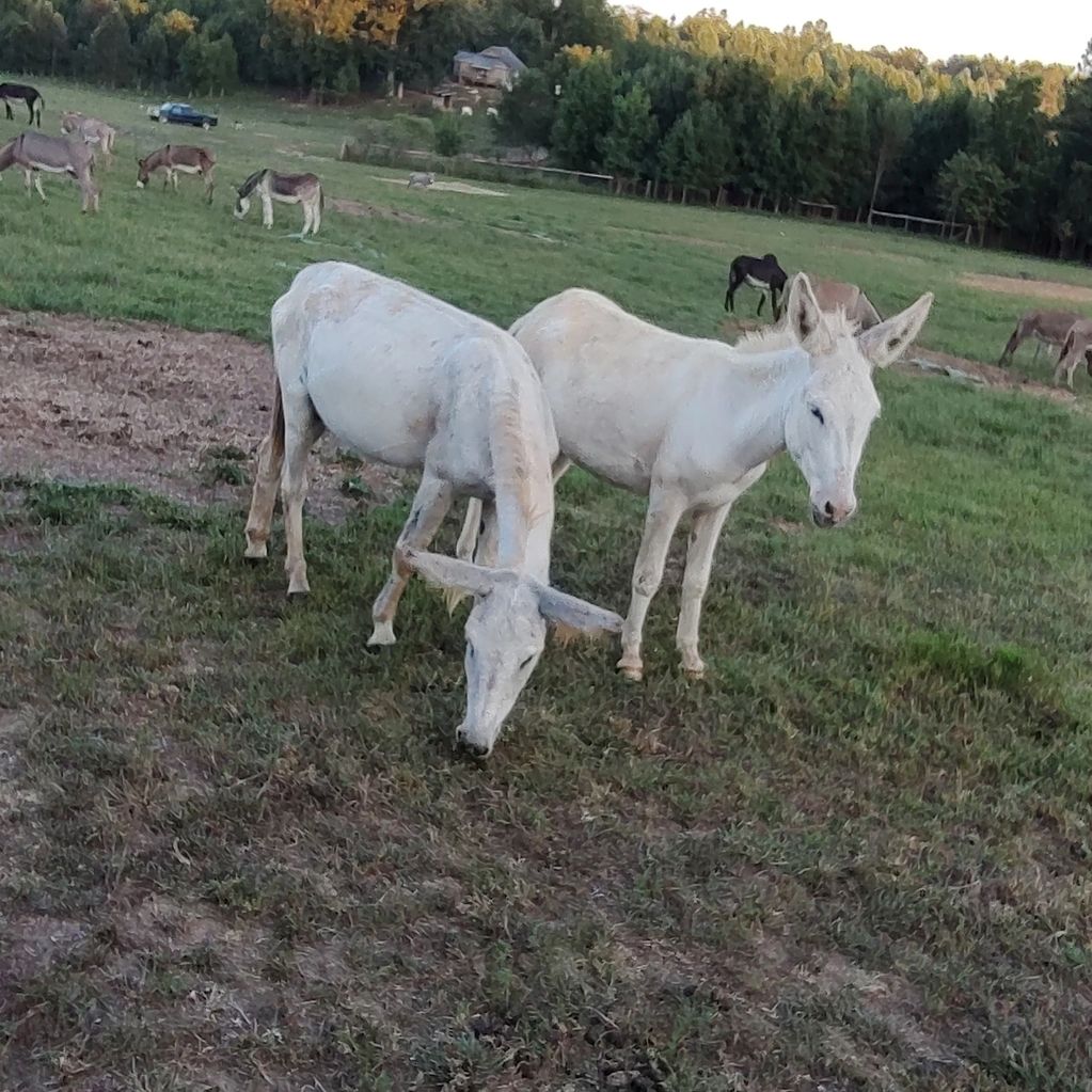 Standard size Donkeys | Big E Livestock and Donkeys