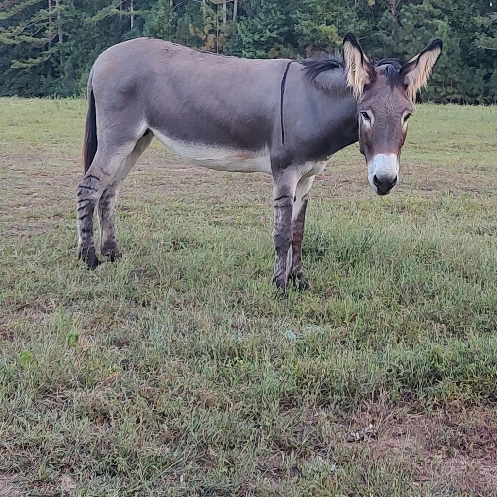 Standard size Donkeys | Big E Livestock and Donkeys