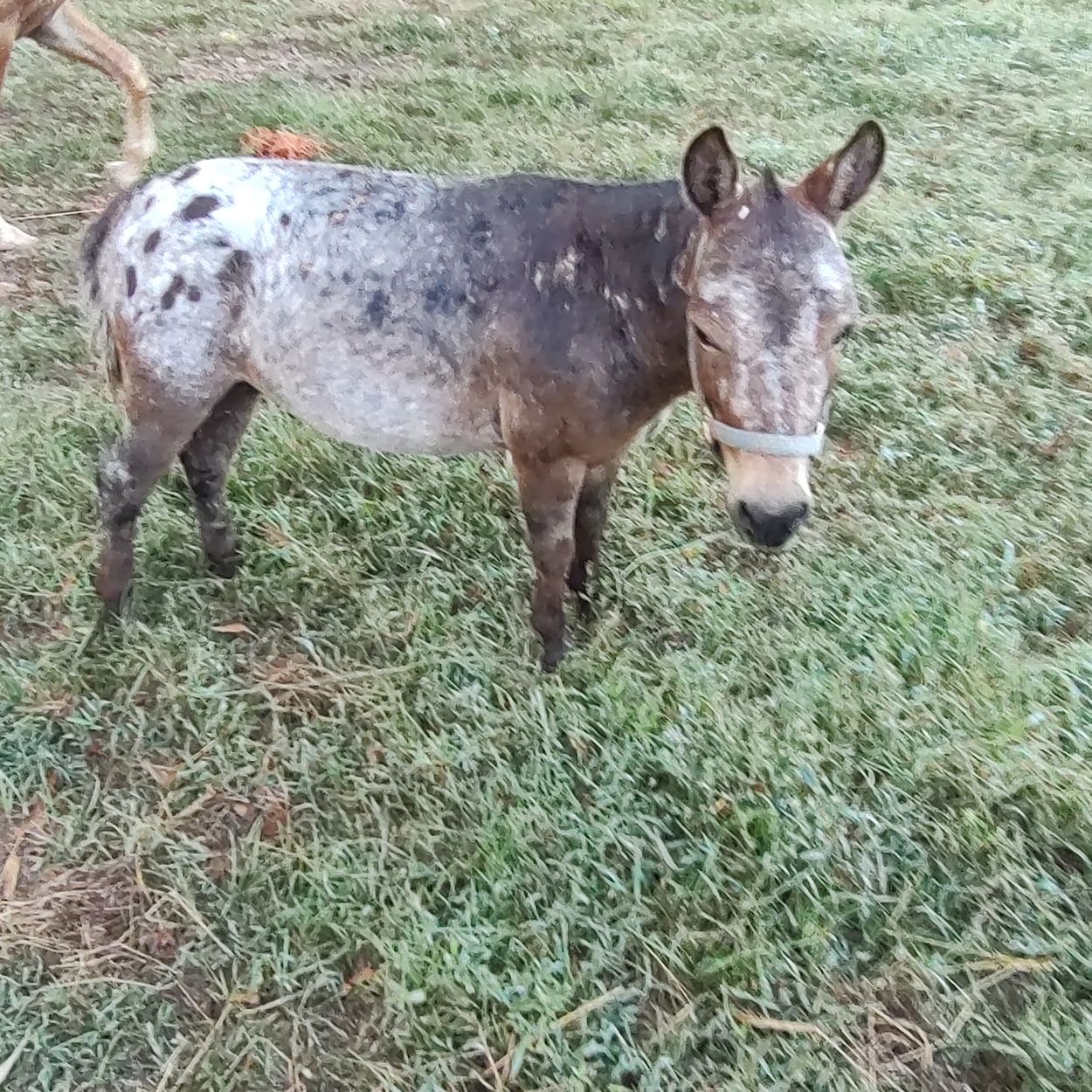 Mules | Big E Livestock and Donkeys