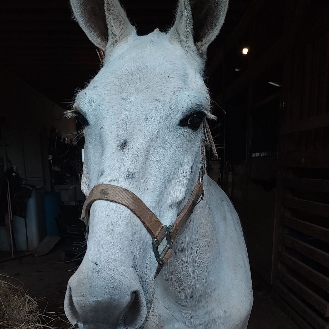 Mules | Big E Livestock and Donkeys