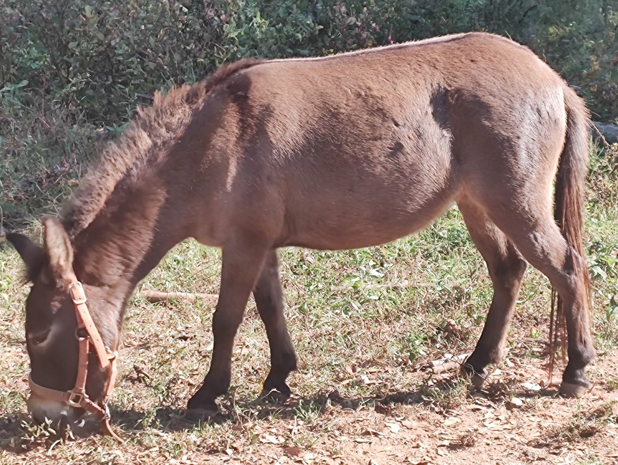 Mules | Big E Livestock and Donkeys