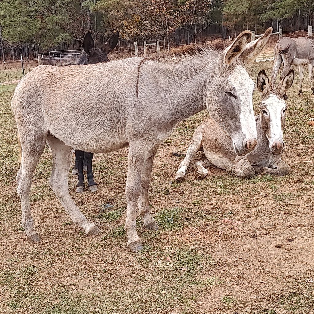 Standard size Donkeys | Big E Livestock and Donkeys