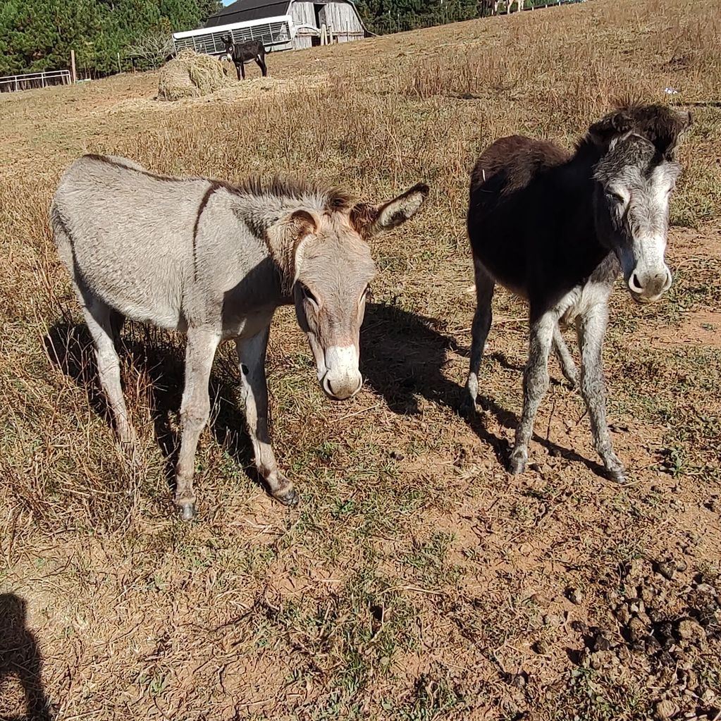 Standard size Donkeys | Big E Livestock and Donkeys