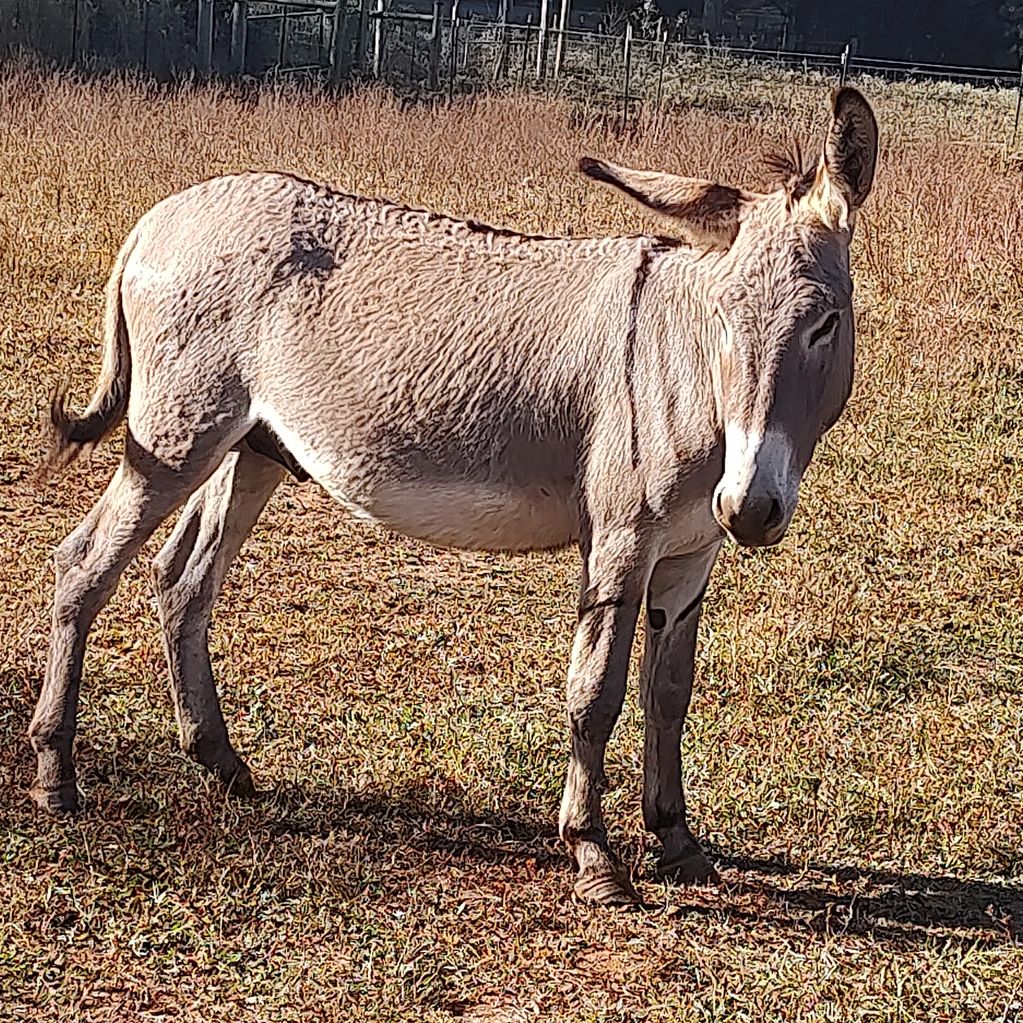Standard size Donkeys | Big E Livestock and Donkeys
