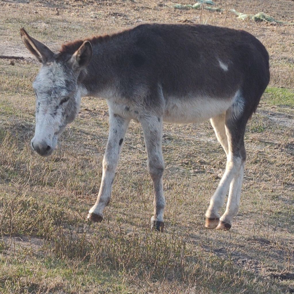 Standard size Donkeys | Big E Livestock and Donkeys