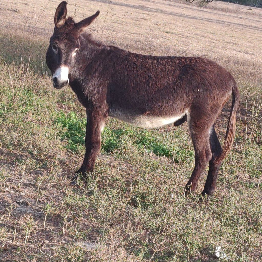Standard size Donkeys | Big E Livestock and Donkeys