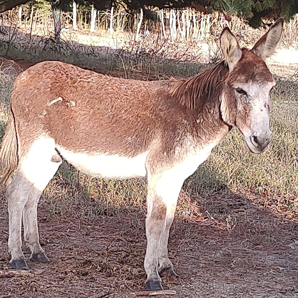 Standard size Donkeys | Big E Livestock and Donkeys