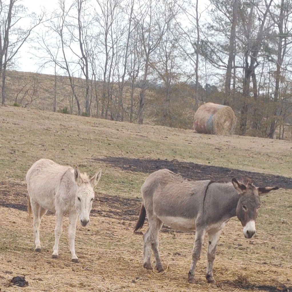 Standard size Donkeys | Big E Livestock and Donkeys