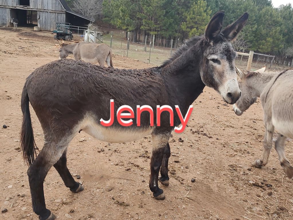 Standard size Donkeys | Big E Livestock and Donkeys