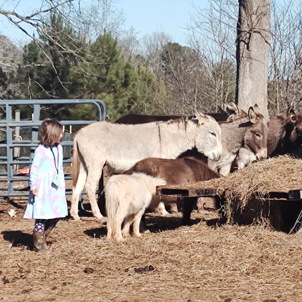 Standard size Donkeys | Big E Livestock and Donkeys