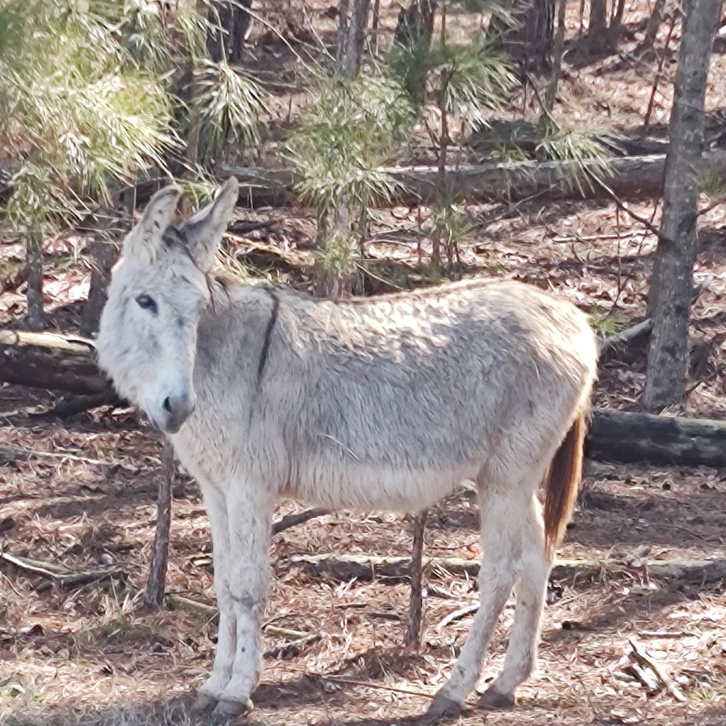 Standard size Donkeys | Big E Livestock and Donkeys