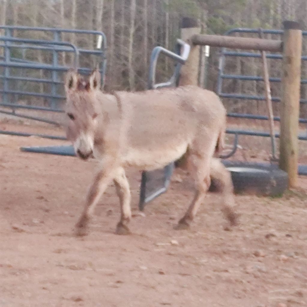 Standard size Donkeys | Big E Livestock and Donkeys